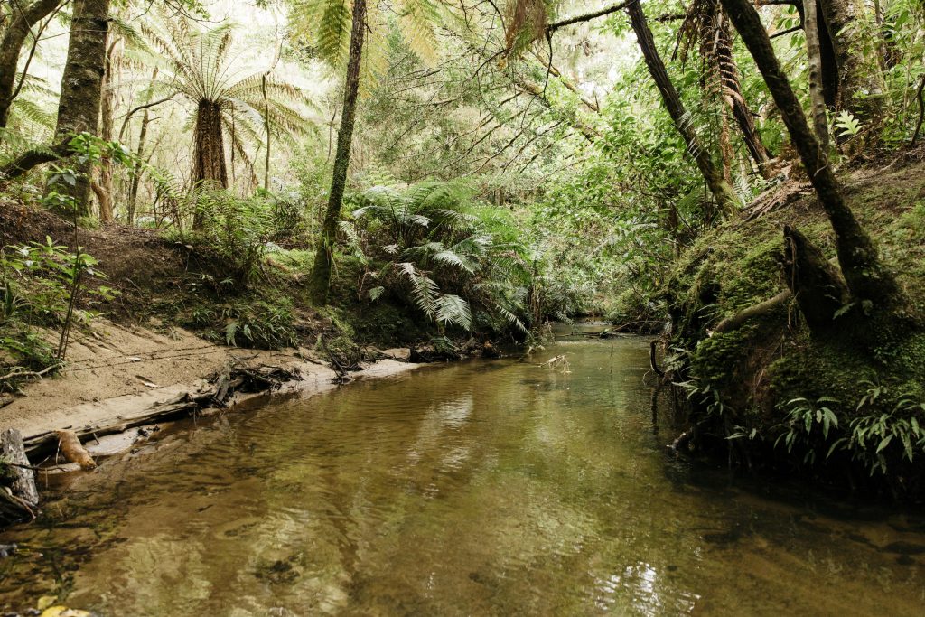 Te Kauri Park Scenic Reserve | Te Kauri Lodge