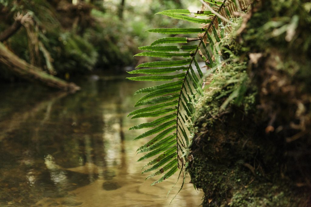 Te Kauri Park Scenic Reserve | Te Kauri Lodge