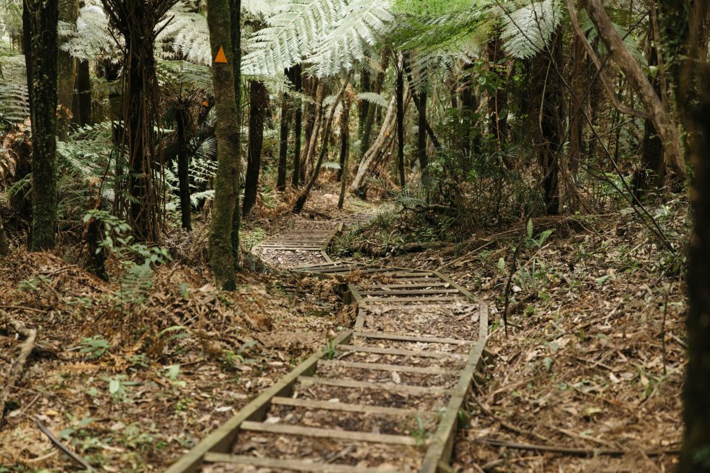 Te Kauri Park Scenic Reserve | Te Kauri Lodge