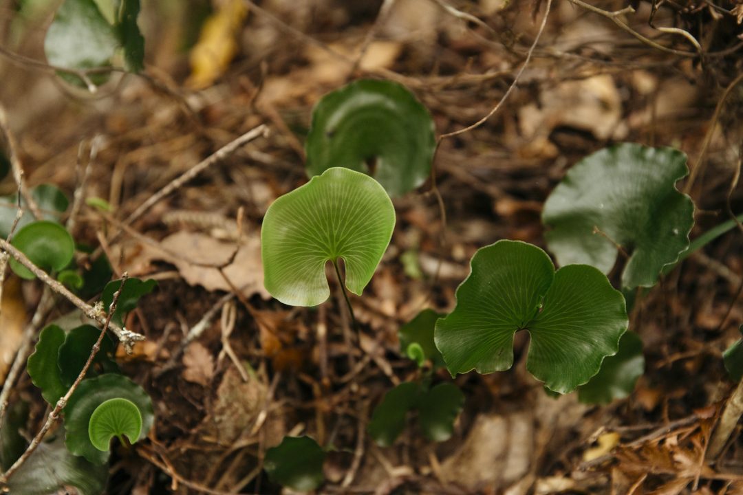 Te Kauri Park Scenic Reserve | Te Kauri Lodge