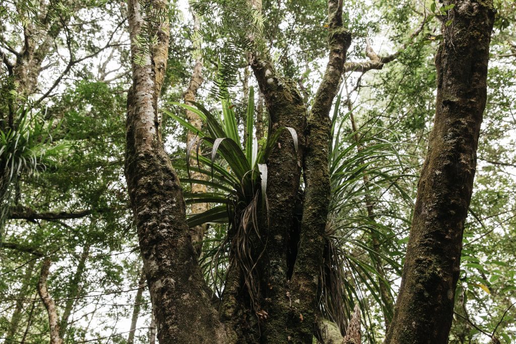 Te Kauri Park Scenic Reserve | Te Kauri Lodge
